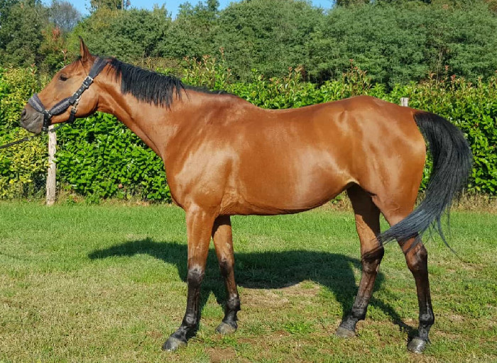 Endurance :: GMCstud